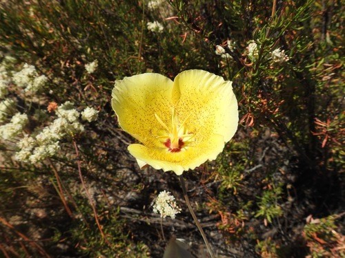 Calochortus weedii - PictureThis