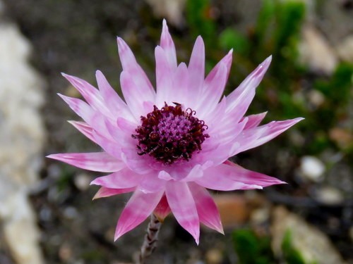 Syncarpha canescens - PictureThis