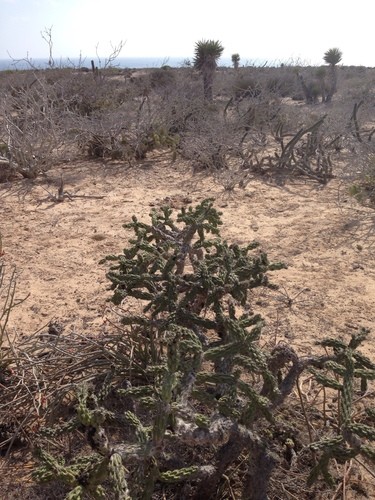 Choya pelona (Cylindropuntia cholla) - PictureThis
