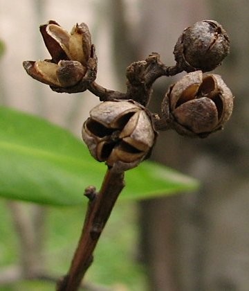Water gum (Tristaniopsis laurina) Flower, Leaf, Care, Uses - PictureThis