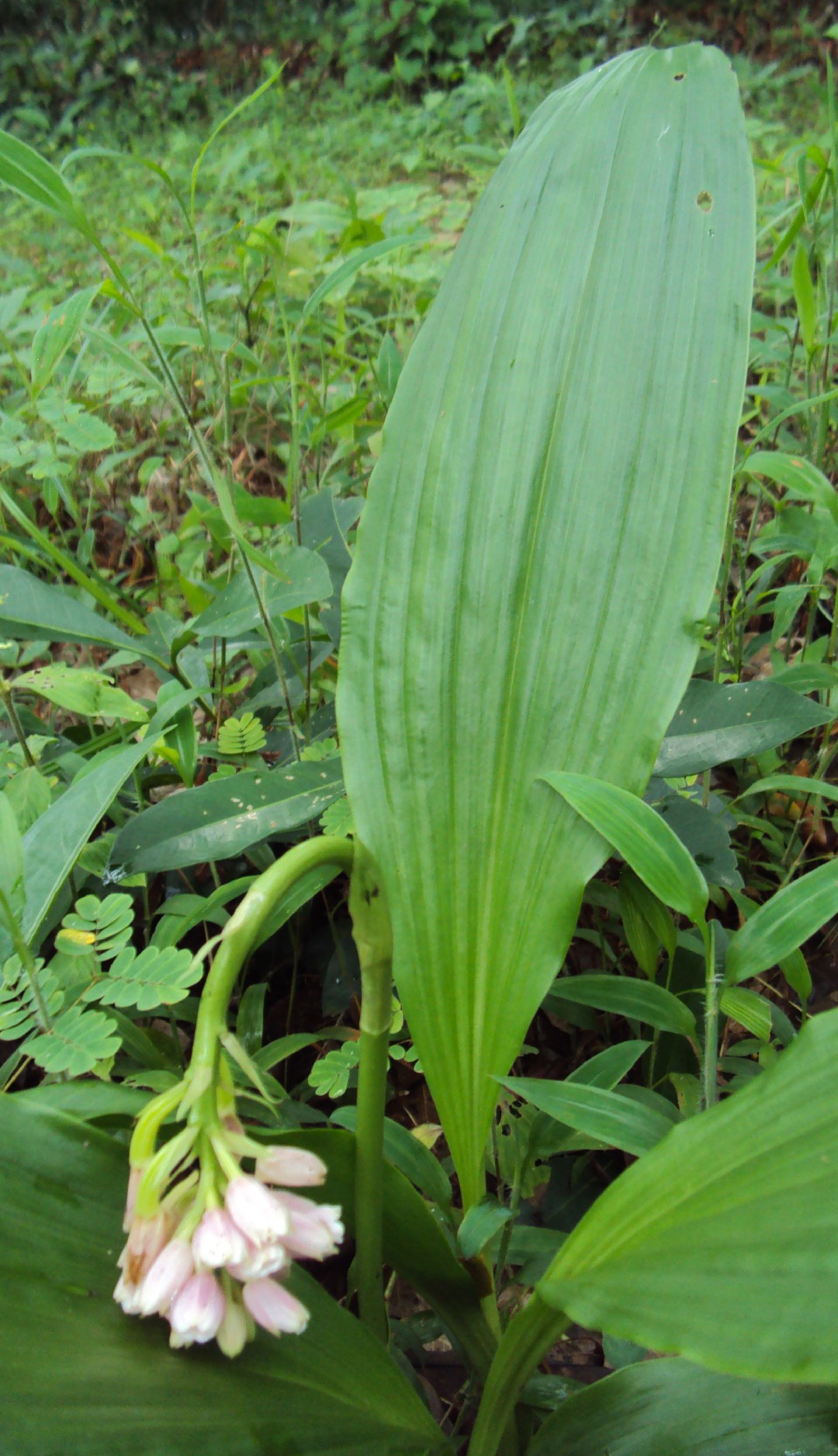 Geodorum densiflorum - PictureThis