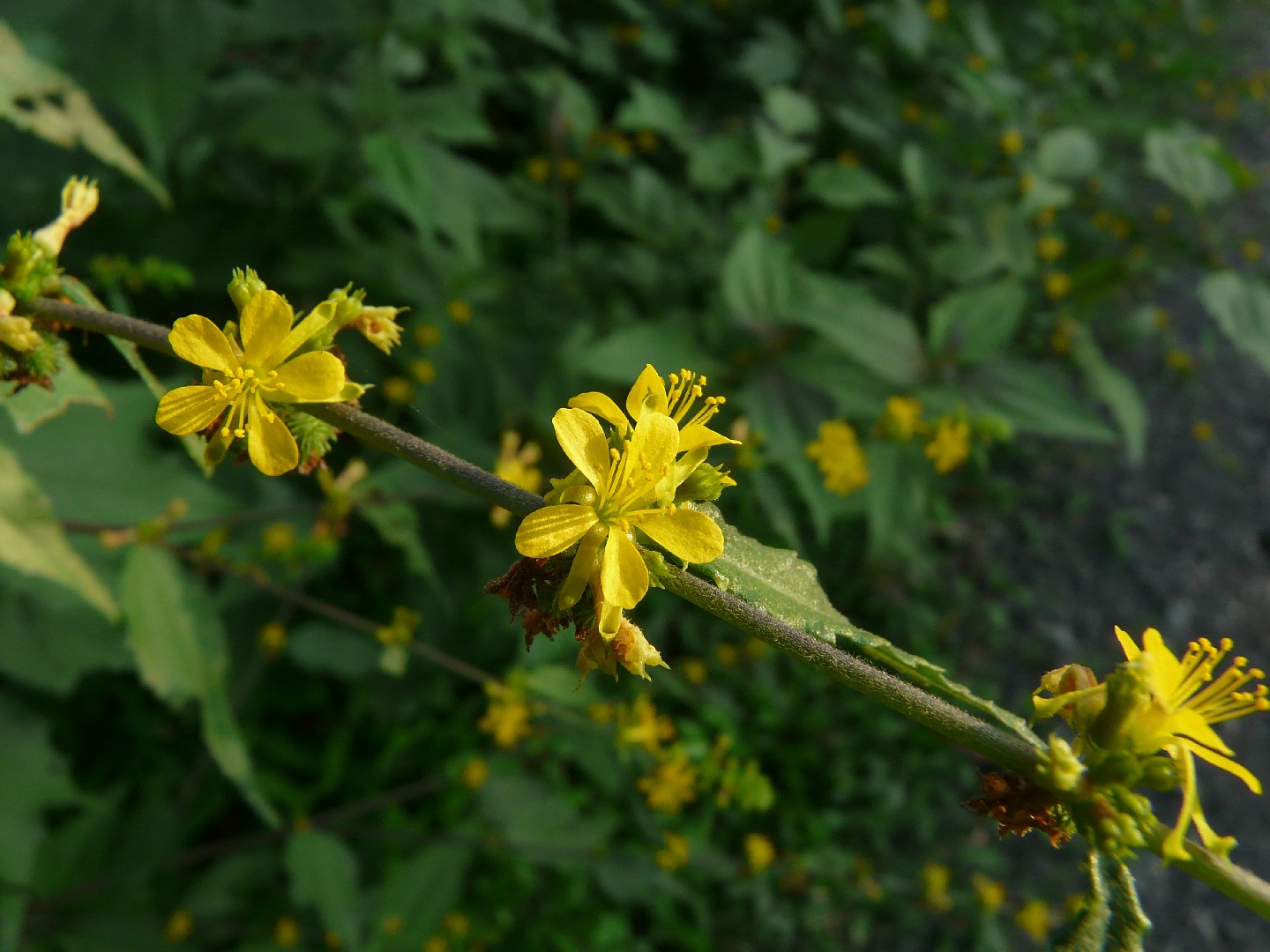 Diamond burbark (Triumfetta rhomboidea) Flower, Leaf, Care, Uses ...