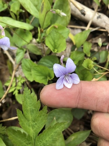 Viola rostrata - PictureThis