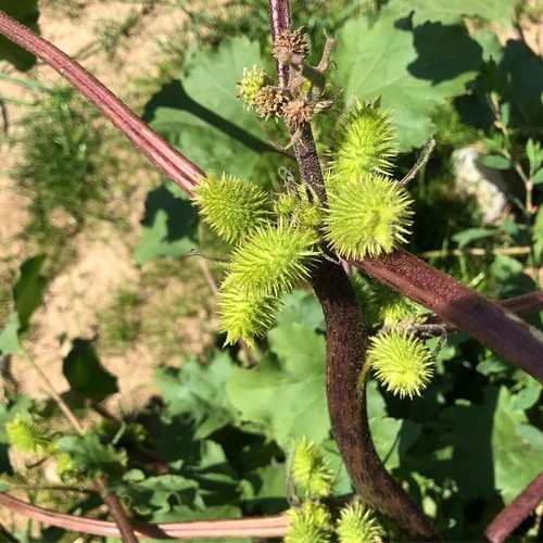 Guisazo de caballo (Xanthium orientale) - PictureThis