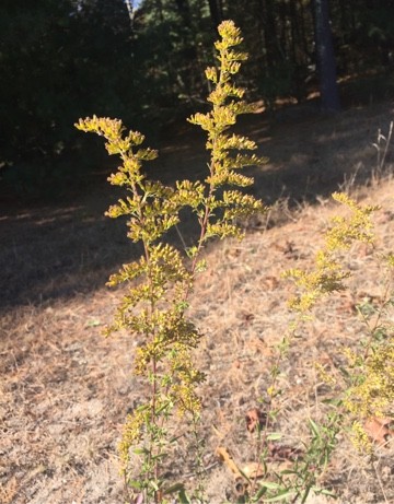 Gray Goldenrod (Solidago nemoralis) Flower, Leaf, Care, Uses - PictureThis