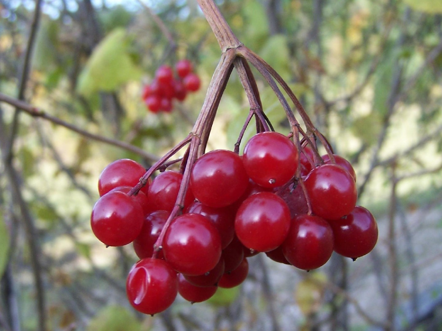 American Cranberry Bush (Viburnum opulus) Flower, Leaf, Care, Uses ...