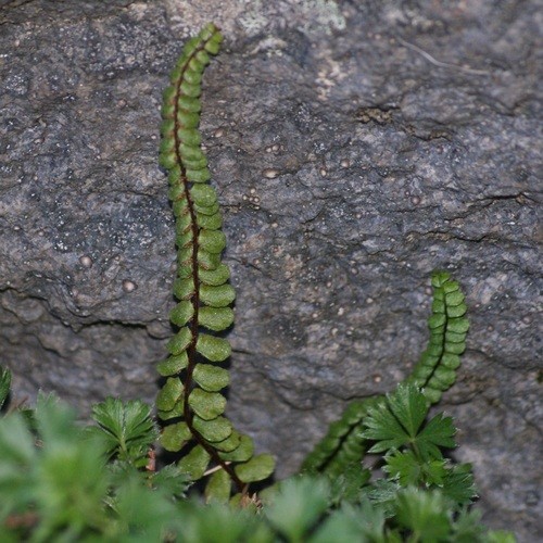 Spleenworts (Asplenium) Flower, Leaf, Care, Uses - PictureThis