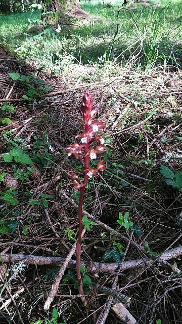 Spotted coralroot (Corallorhiza maculata) Flower, Leaf, Care, Uses ...