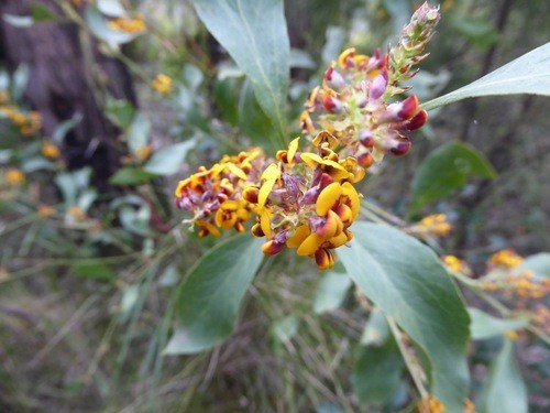 Daviesia - PictureThis