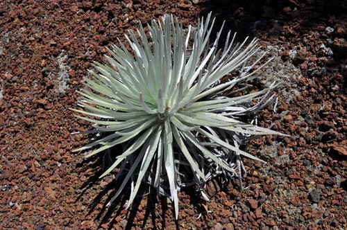 Hawai'i silversword (Argyroxiphium sandwicense) Flower, Leaf, Care ...