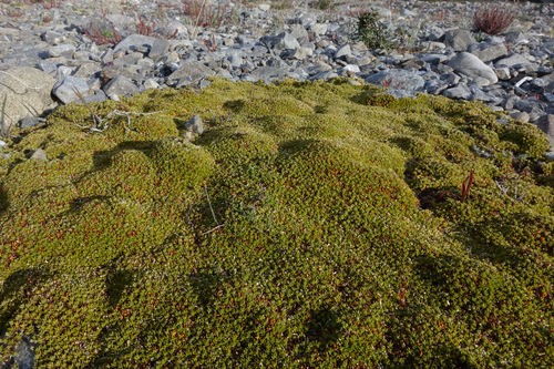 Vegetable sheep (Raoulia) Flower, Leaf, Care, Uses - PictureThis