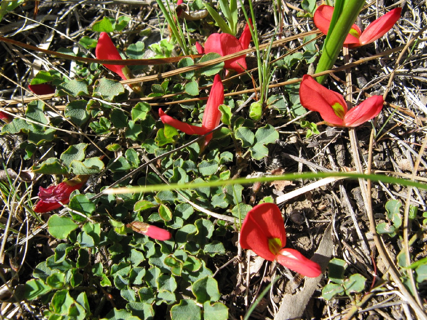 Kennedia prostrata - PictureThis