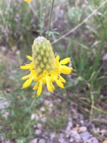 Golden prairie clover (Dalea aurea) Flower, Leaf, Care, Uses - PictureThis