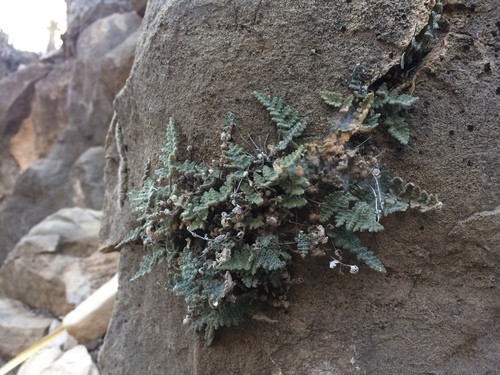 Slender lip fern (Myriopteris gracilis) Flower, Leaf, Care, Uses ...