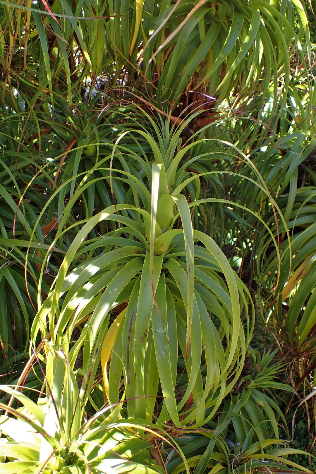 Mountain neinei (Dracophyllum traversii) Flower, Leaf, Care, Uses ...