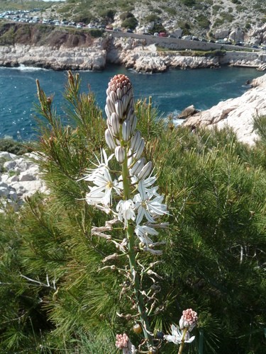 Witte affodil (Asphodelus albus) - PictureThis