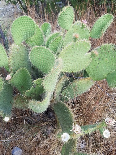 Nopal blanco (Opuntia leucotricha) - PictureThis