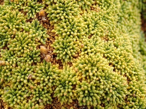 Bolax gummifera Flower, Leaf, Care, Uses - PictureThis