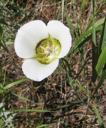 Calochortus gunnisonii - PictureThis