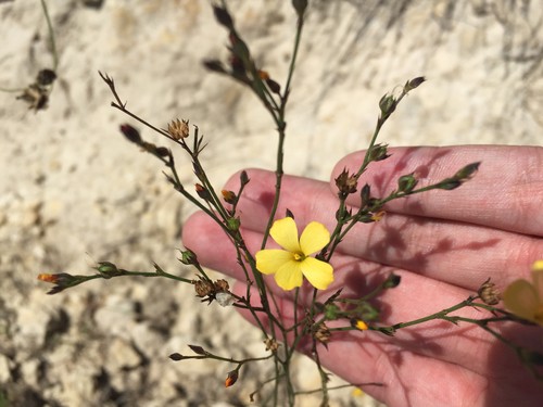 Lino (Linum rupestre) - PictureThis