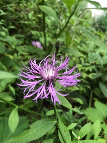 Planta De Centaurea Roxa Centáurea Centaurea Cyanus