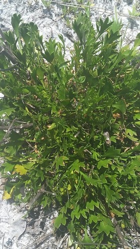 Wedgeleaf eryngo (Eryngium cuneifolium) Flower, Leaf, Care, Uses ...