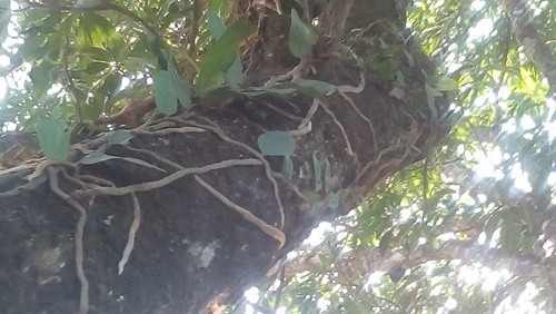 Microgramma nitida - PictureThis