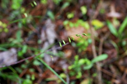 Twoflower melicgrass (Melica mutica) Flower, Leaf, Care, Uses - PictureThis