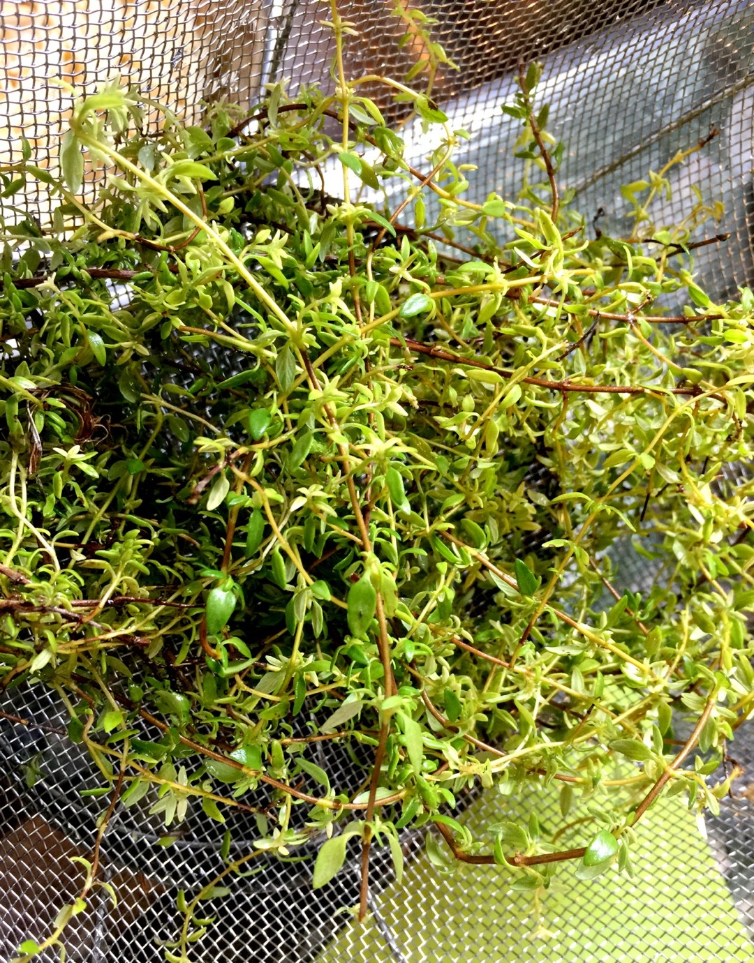 Montia fontana - PictureThis