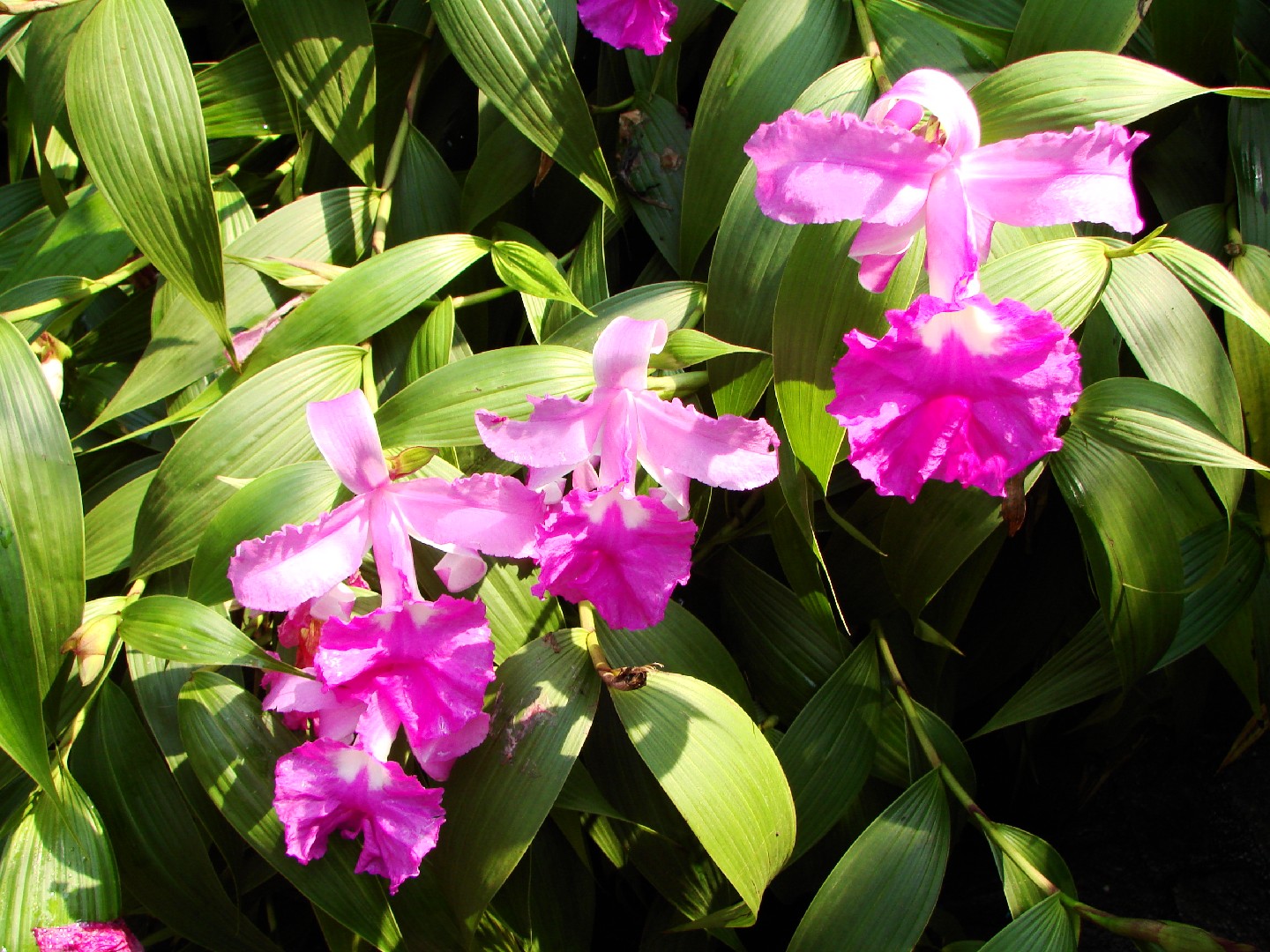 How to Plant and Grow Sobralia orchid(Sobralia macrantha)