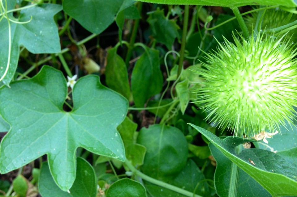 California manroot (Marah fabacea) Flower, Leaf, Care, Uses - PictureThis