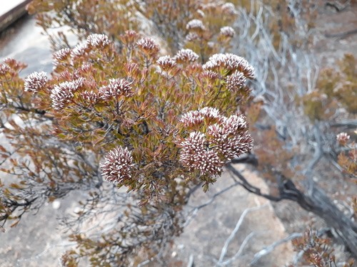 Andersonia Flower, Leaf, Care, Uses - PictureThis