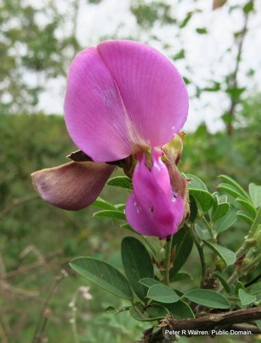 🍀 How to Grow and Care for Pink bush pea