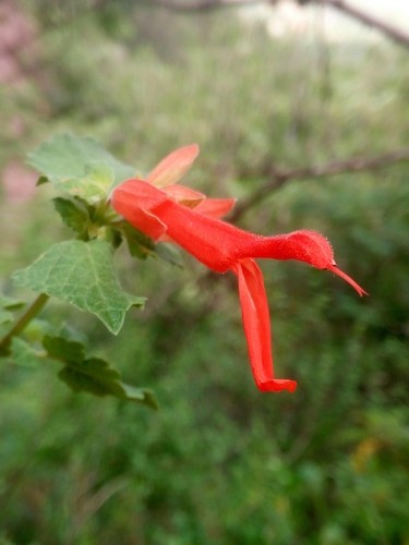 Aretillo (Salvia regla) - PictureThis