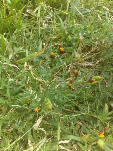 Fetid dogweed (Dyssodia papposa) Flower, Leaf, Care, Uses - PictureThis