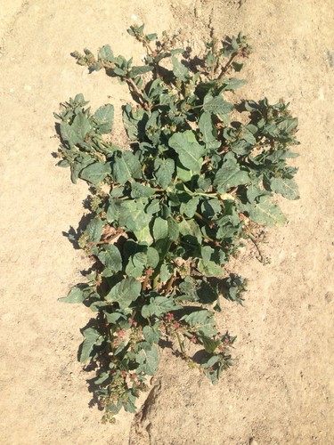 Rumex spinosus - PictureThis