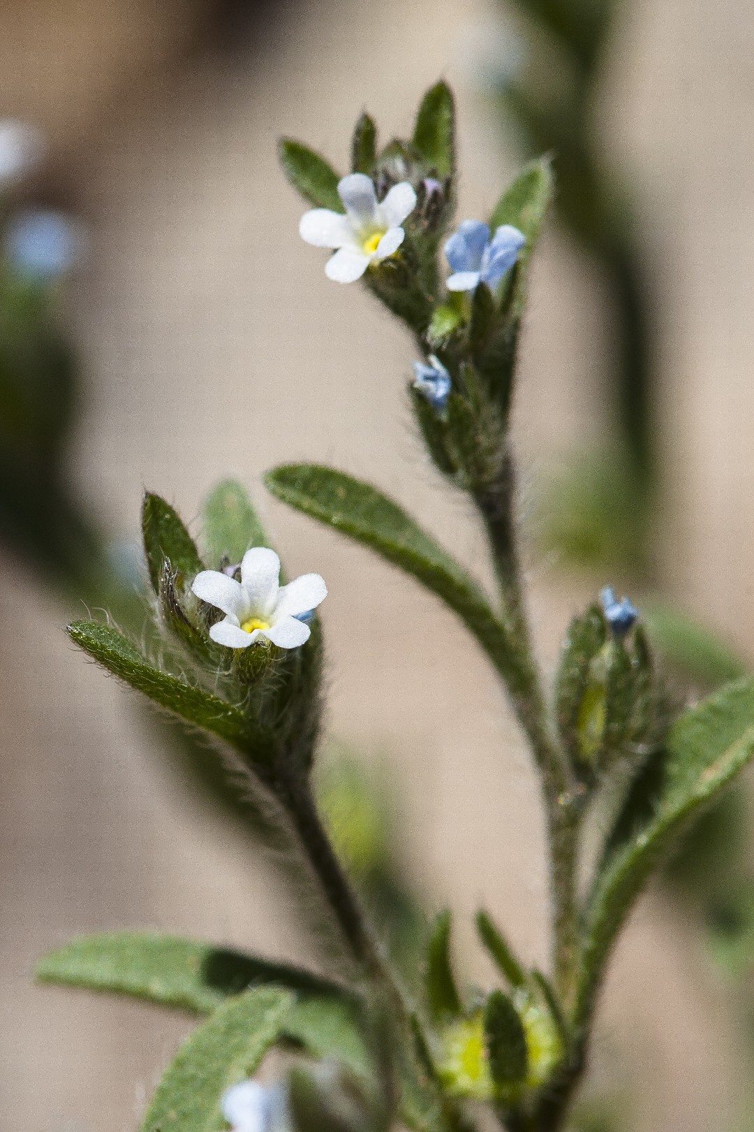 Lappula occidentalis - PictureThis