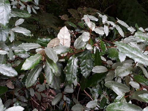 Elaeagnus reflexa - PictureThis