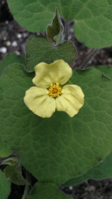 Saruma Care (Watering, Fertilize, Pruning, Propagation) - PictureThis