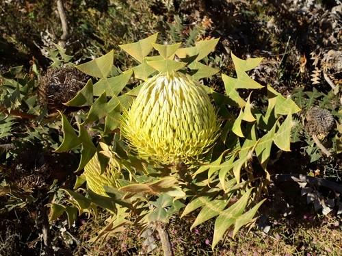 Baxter's banksia Care (Watering, Fertilize, Pruning, Propagation ...