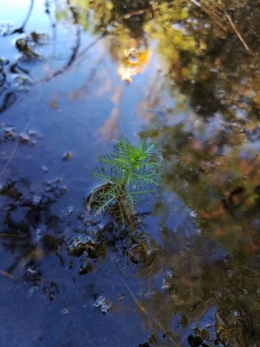 Proserpinaca pectinata - PictureThis