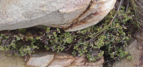 Fockea capensis - PictureThis