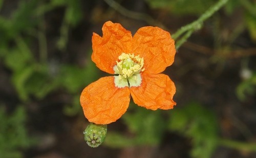 Papaver californicum - PictureThis