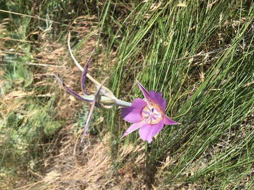 Calochortus macrocarpus - PictureThis