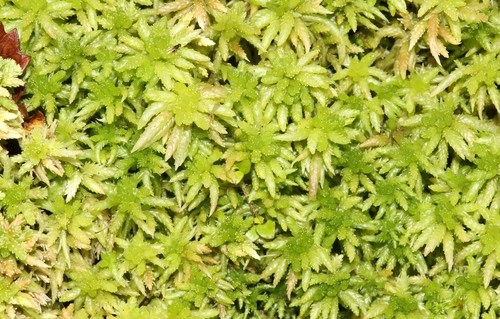 Sphagnum cristatum - PictureThis