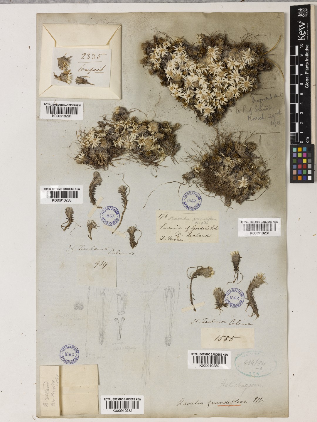 Large-flowered mat daisy (Psychrophyton grandiflorum) Flower, Leaf ...