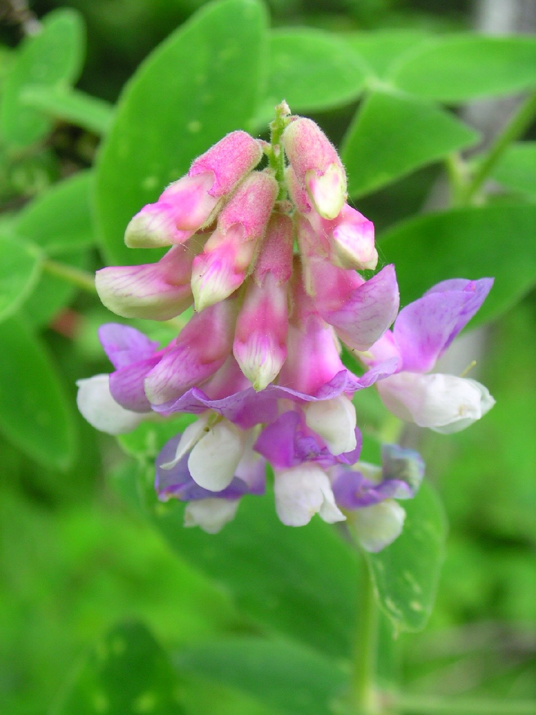 Lathyrus venosus - PictureThis
