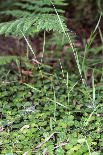 Simplicia Care (Watering, Fertilize, Pruning, Propagation) - PictureThis