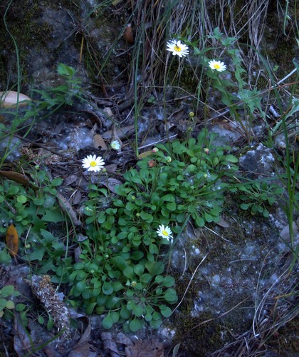 Bellium Care (Watering, Fertilize, Pruning, Propagation) - PictureThis