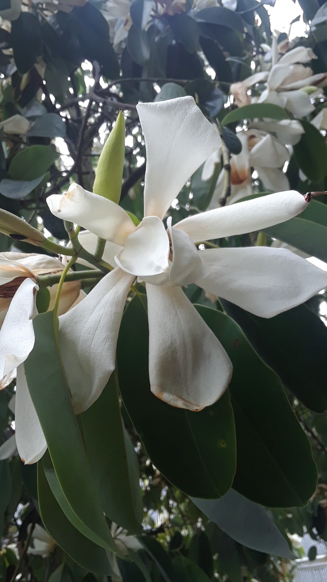 Magnolia maudiae - PictureThis